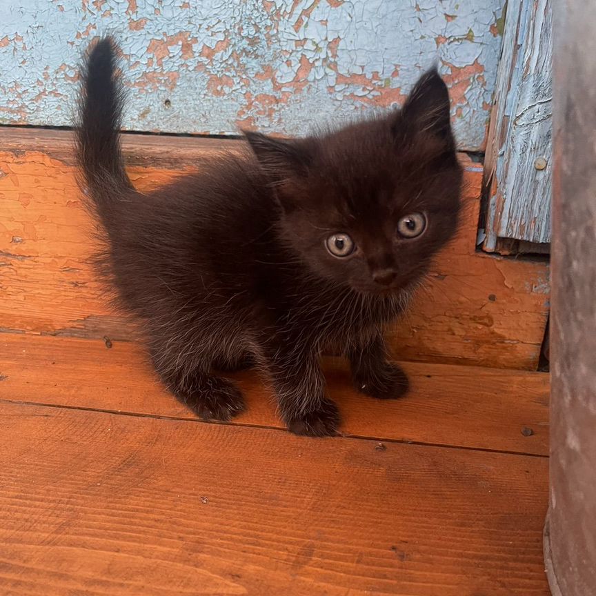 Котенок
