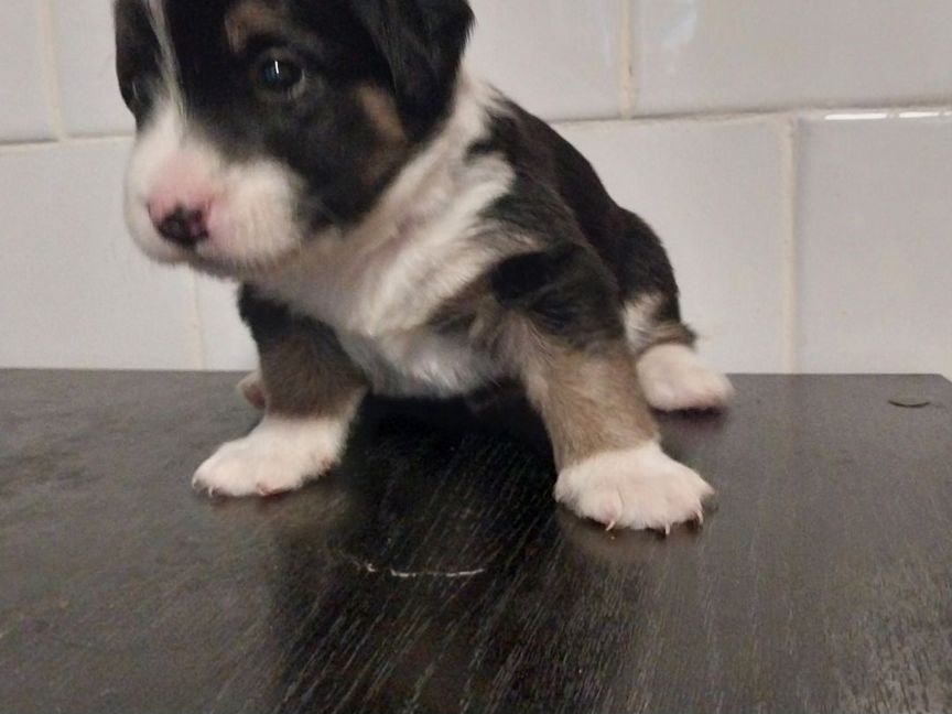 Щенки во двор,отдадим в добрые руки бесплатно