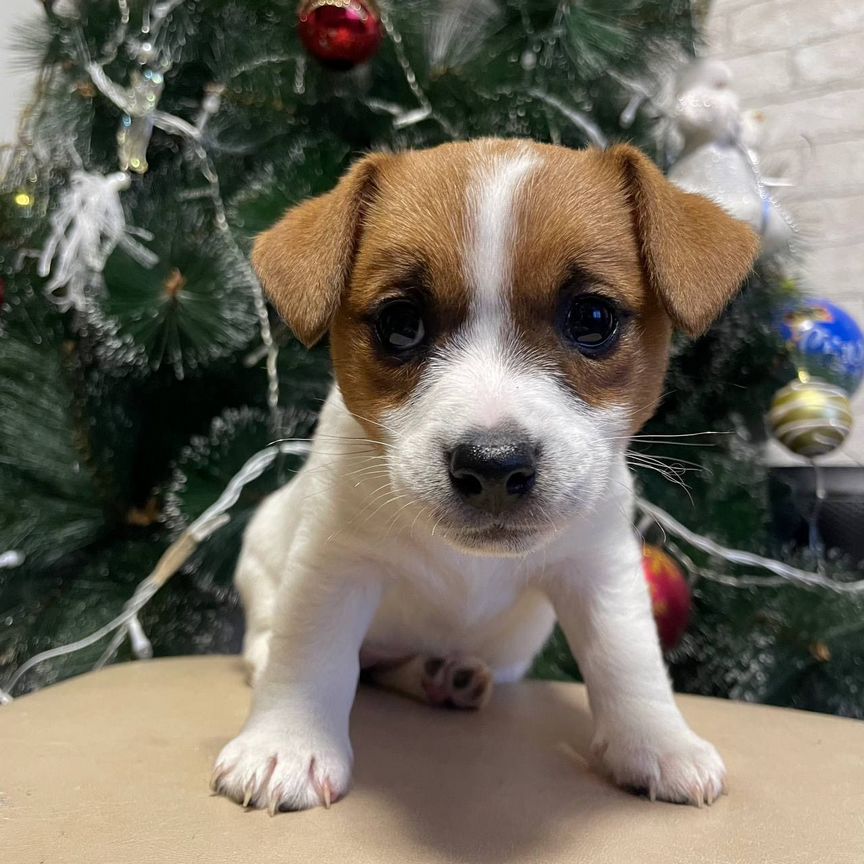 Джек рассел терьер