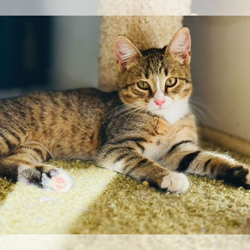 Котенок грациозный малыш. Ищет дом
