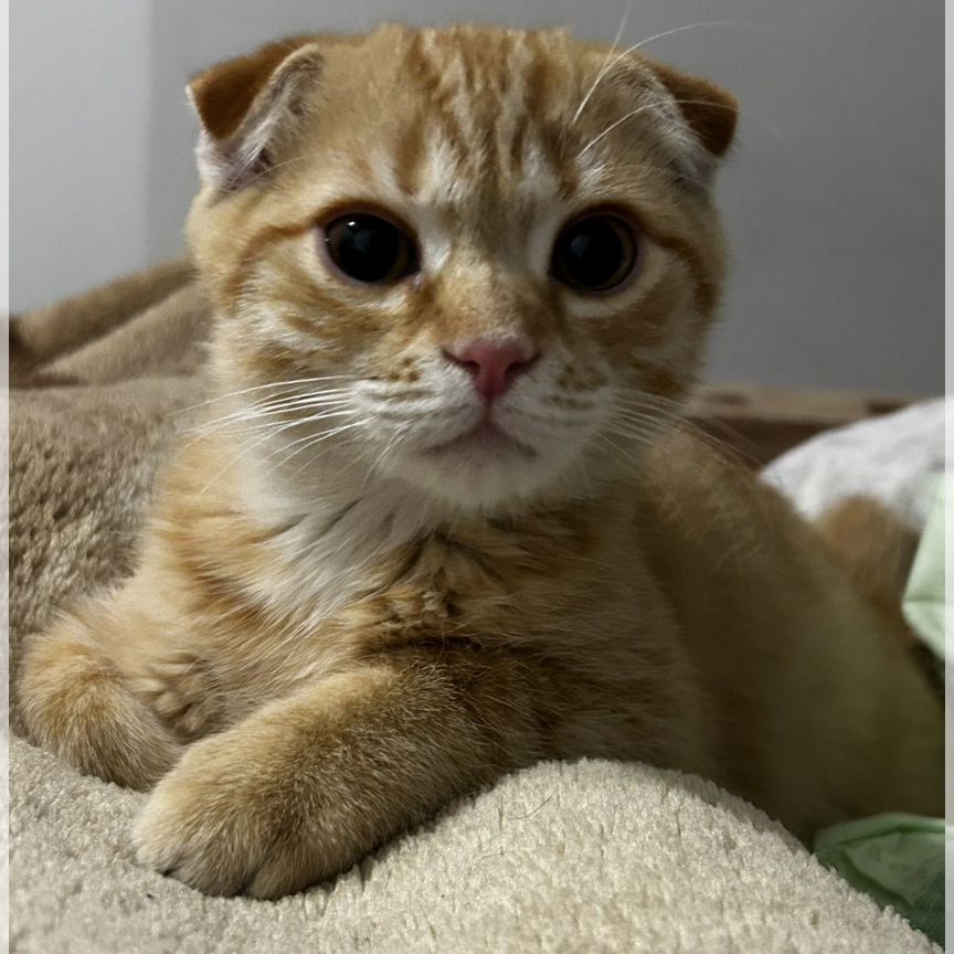 Шотландский вислоухий короткошёрстный котёнок