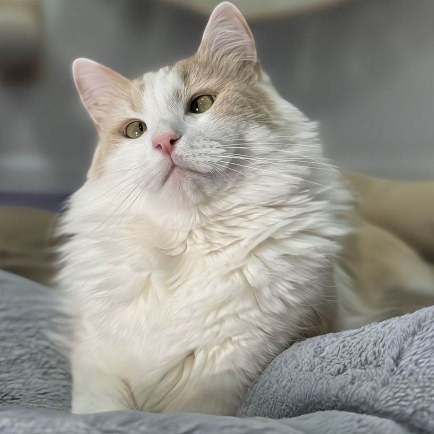 Взрослый кот в добрые руки