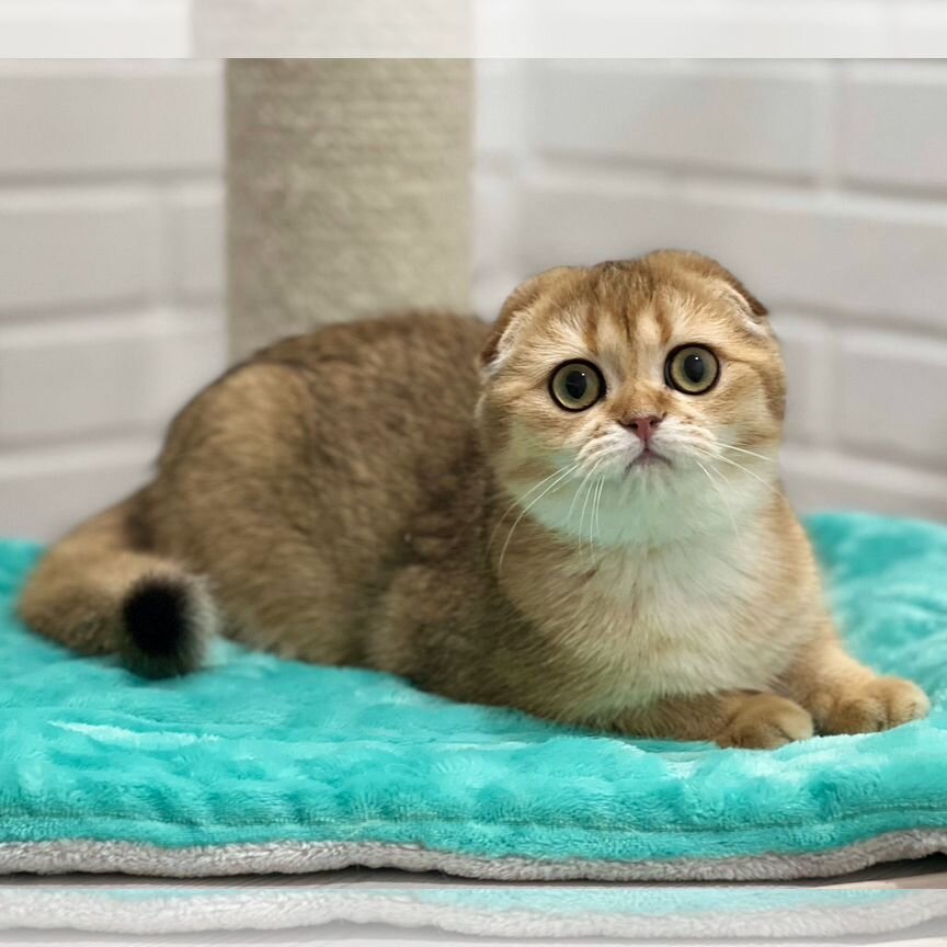 Шотландский вислоухий короткошёрстный котёнок