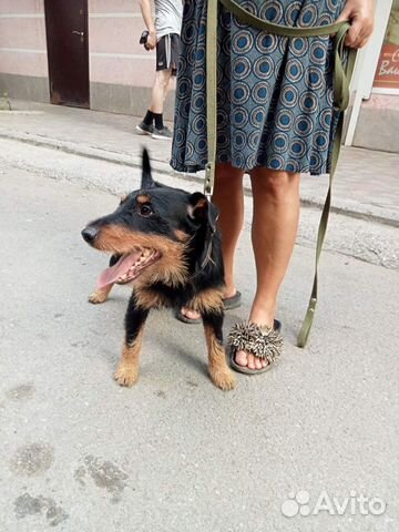 Щенки ягдтерьера