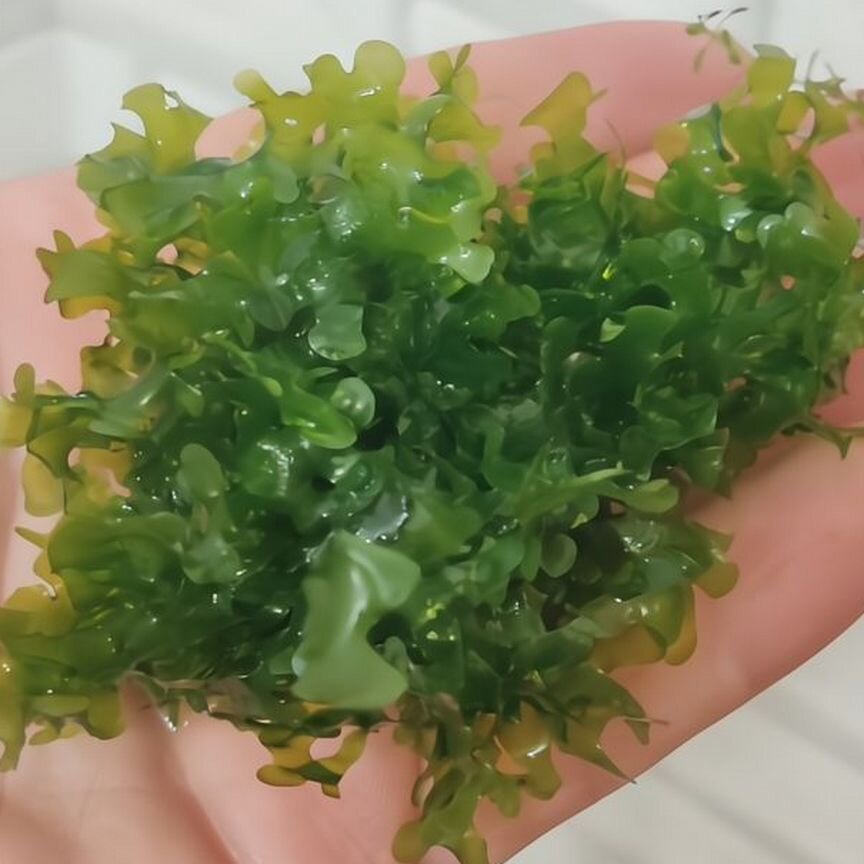 Ломариопсис линеата. Бескорневое растение