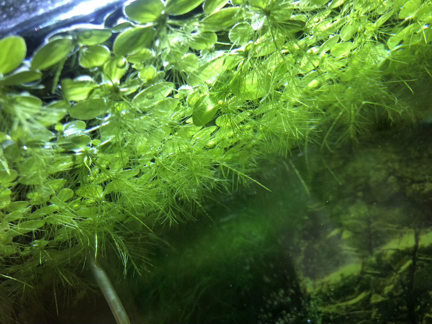 Пистия,аквариумное растение