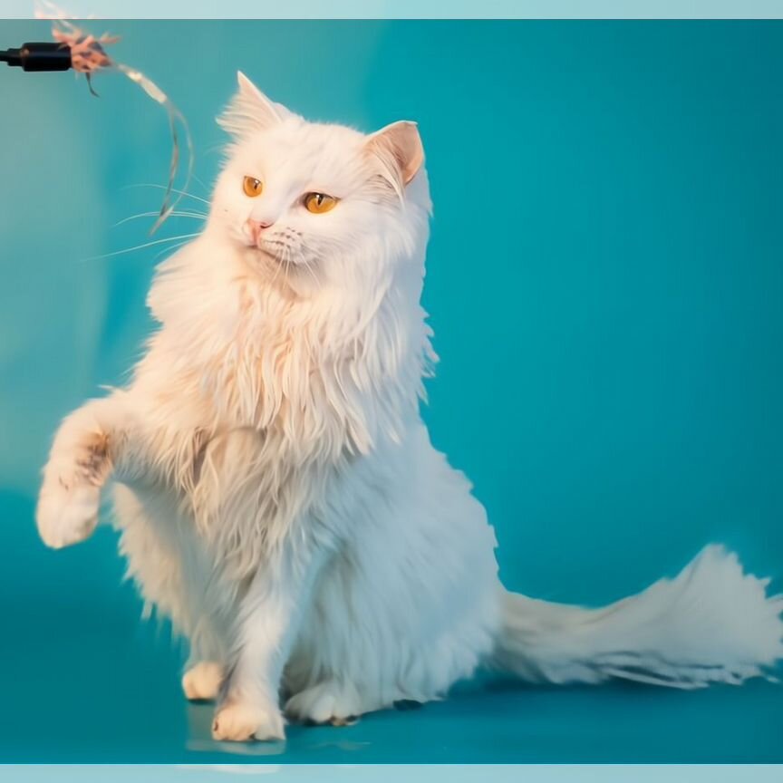 Турецкая ангора, взрослая кошка