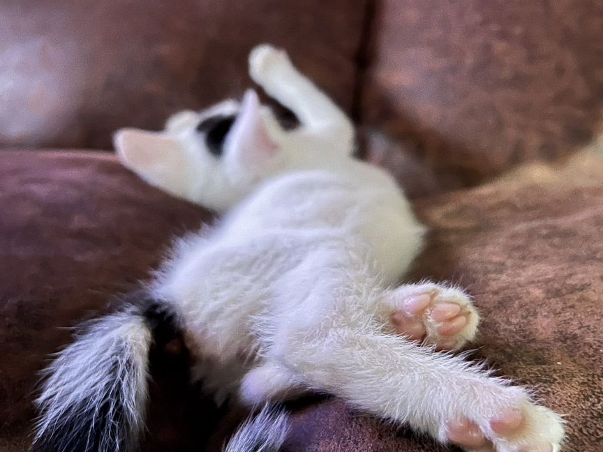 Котик в добрые руки