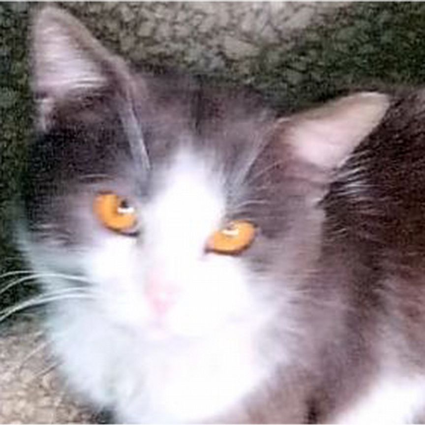 Красавец котик