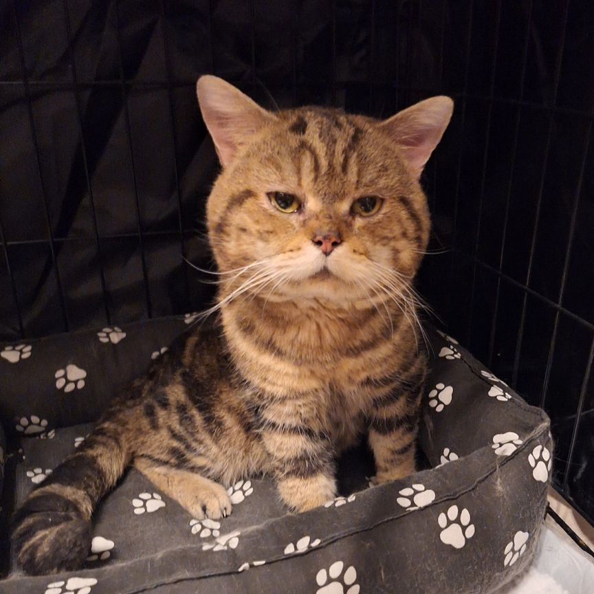Шотландского котика выкинули
