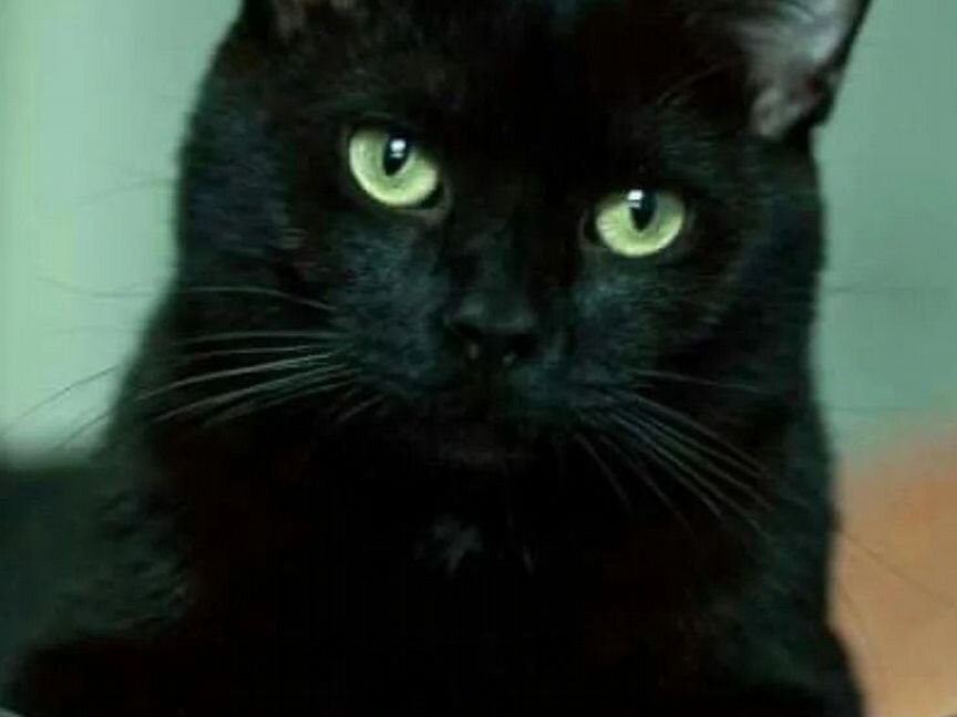 Котик Чарли
