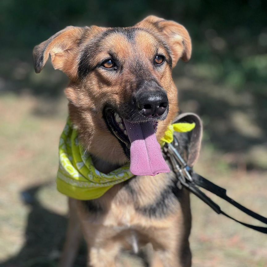 Флора - молодая собака из приюта в дар