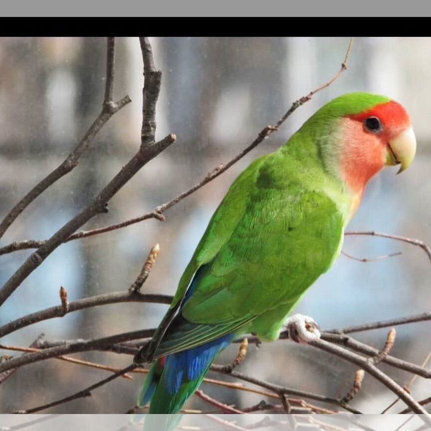 Попугай неразлучник мальчик