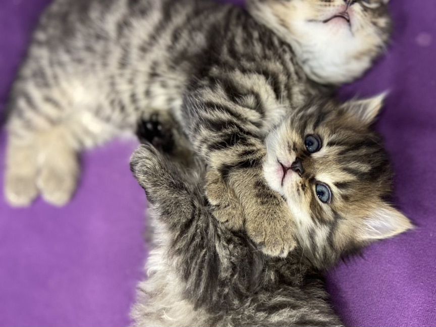 Шотландские прямоухие котята