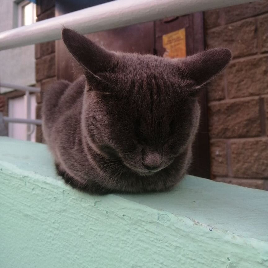 Нашли потерянную кошку в Нефтекамске