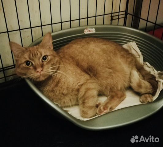Рыжий кот