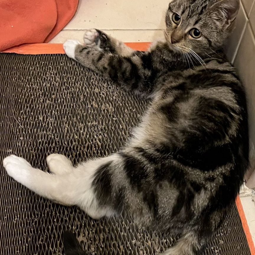 Мраморный котенок