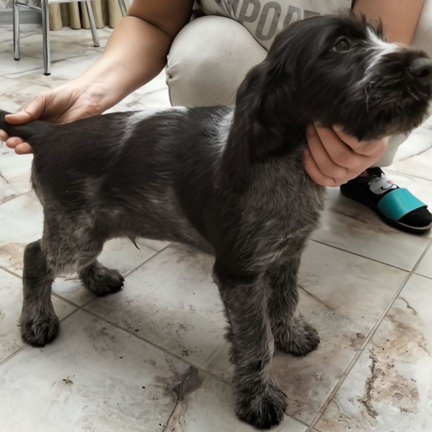 Дратхаар, щенок