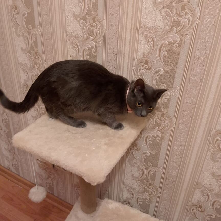 Отдам или продам в добрые руки кошечку