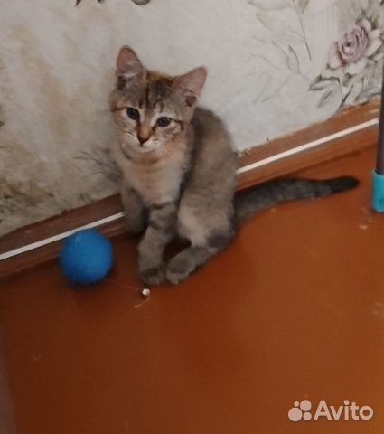 Котята в добрые руки бесплатно