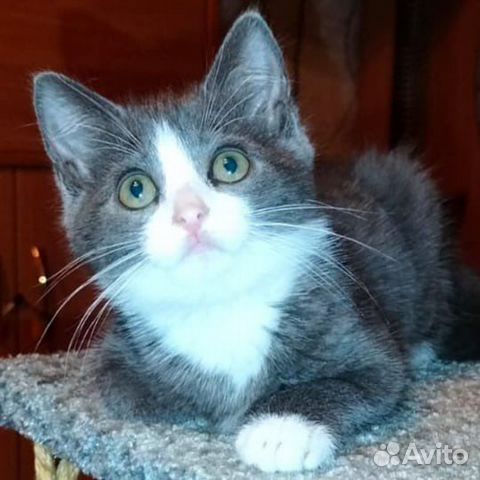 Котенок девочка