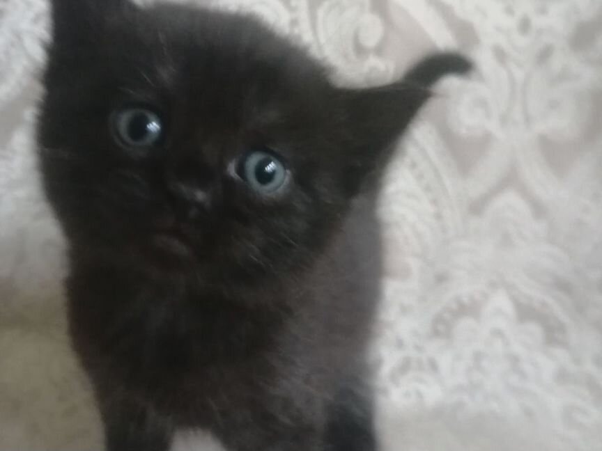 Кошки породистые