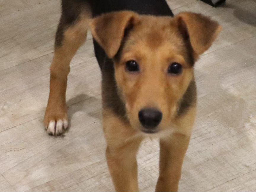 Щенок от небольшой собачки, 5 мес