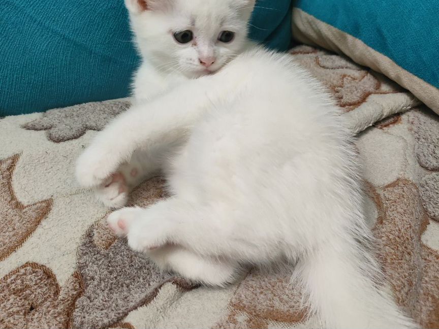 Шотланский котенок кристально белый