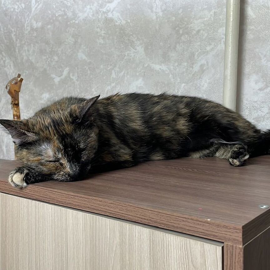 Кошечка в добрые руки (стерилизованна)