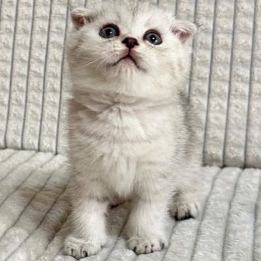 Шотландские котята