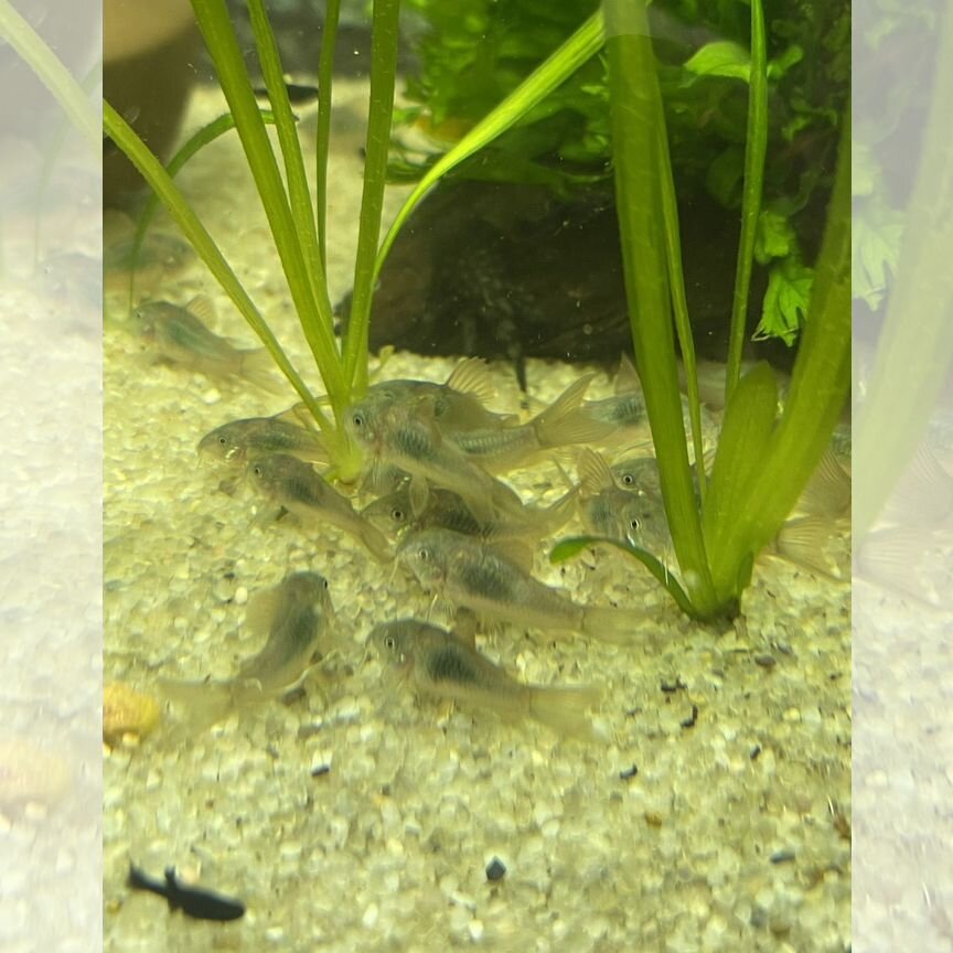 Сомики коридорасы молодь