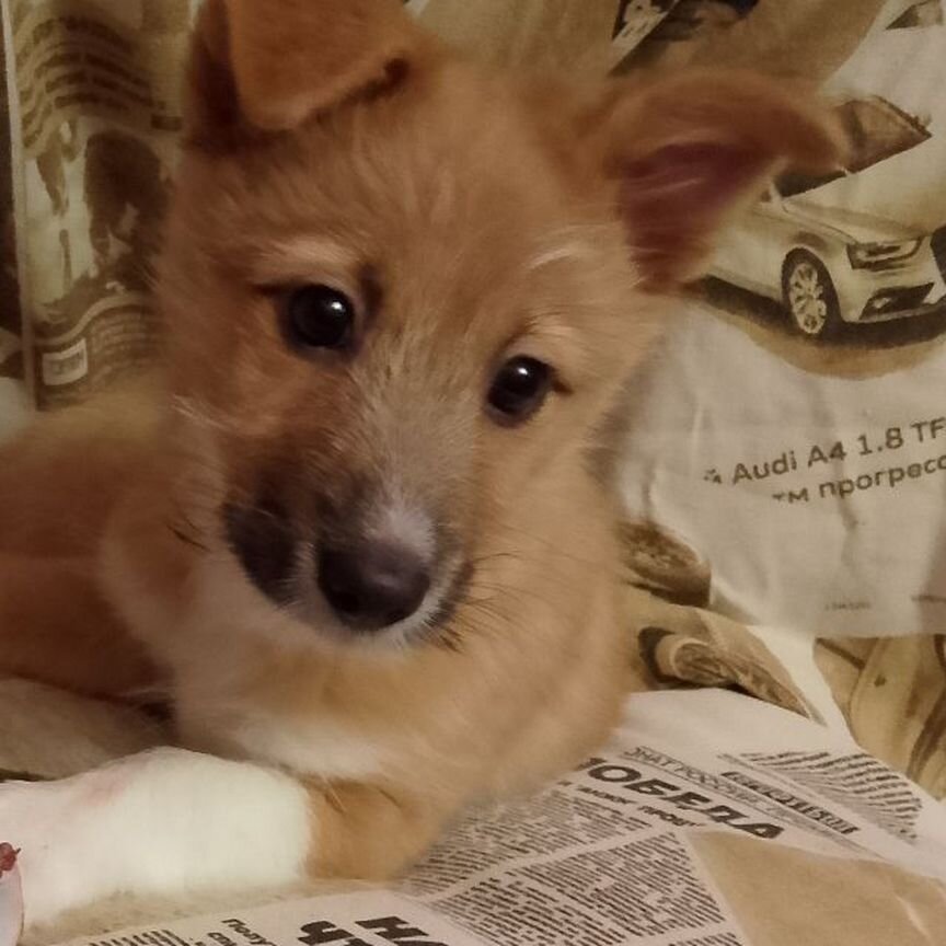 Джек-рассел-терьер, щенок