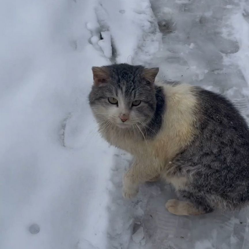 Следующую зиму он не переживёт