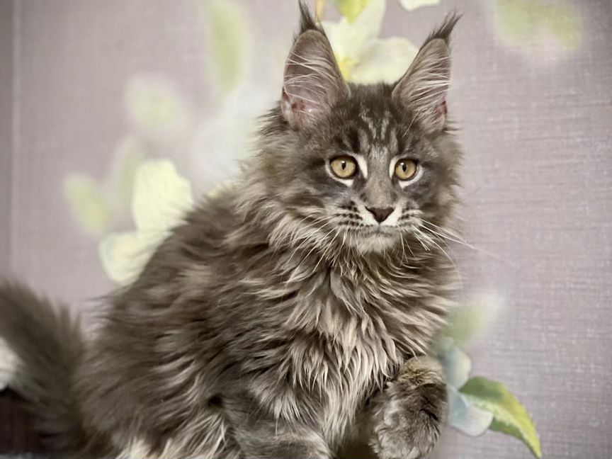 Мейн-кун крутой мальчик