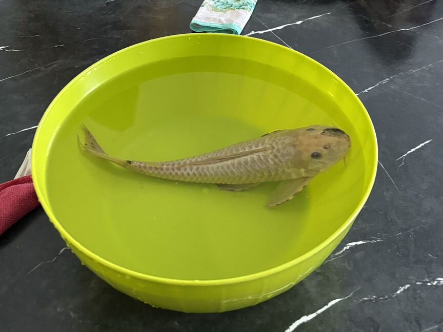 Сом анцитрус