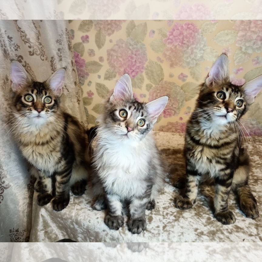 Котята мейн-кун с полным пакетом документов