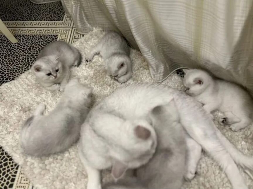 Британские котята серебристая и золотая шиншилла