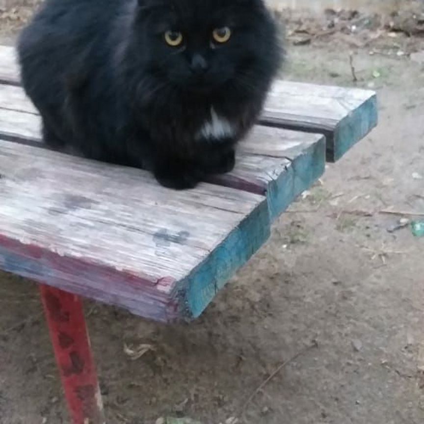 Кошки
