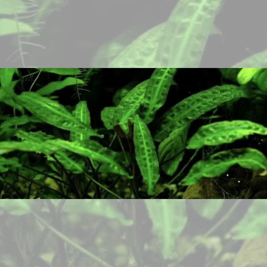 Аквариумные рыбки