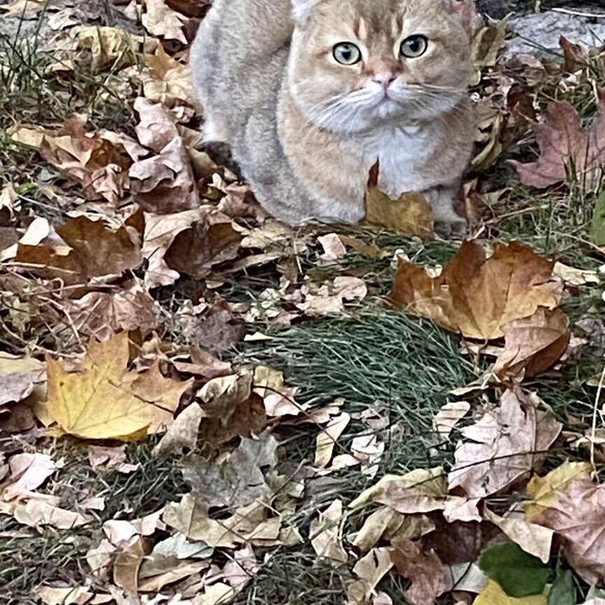 Золотая шиншилла кот