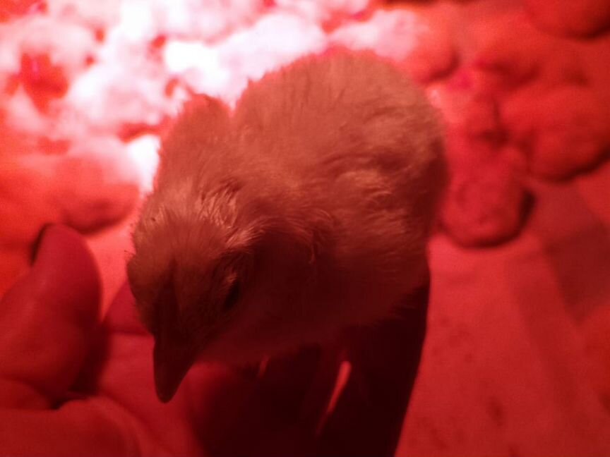 Цыплята бройлеры кобб 500