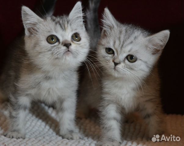 Шотландские девочки