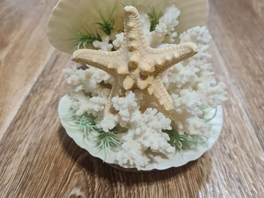 Морские ракушки и кораллы