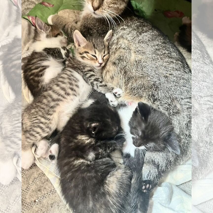 Котёнок в добрые руки