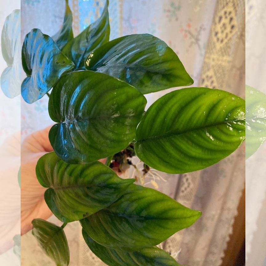 Анубиас бронь