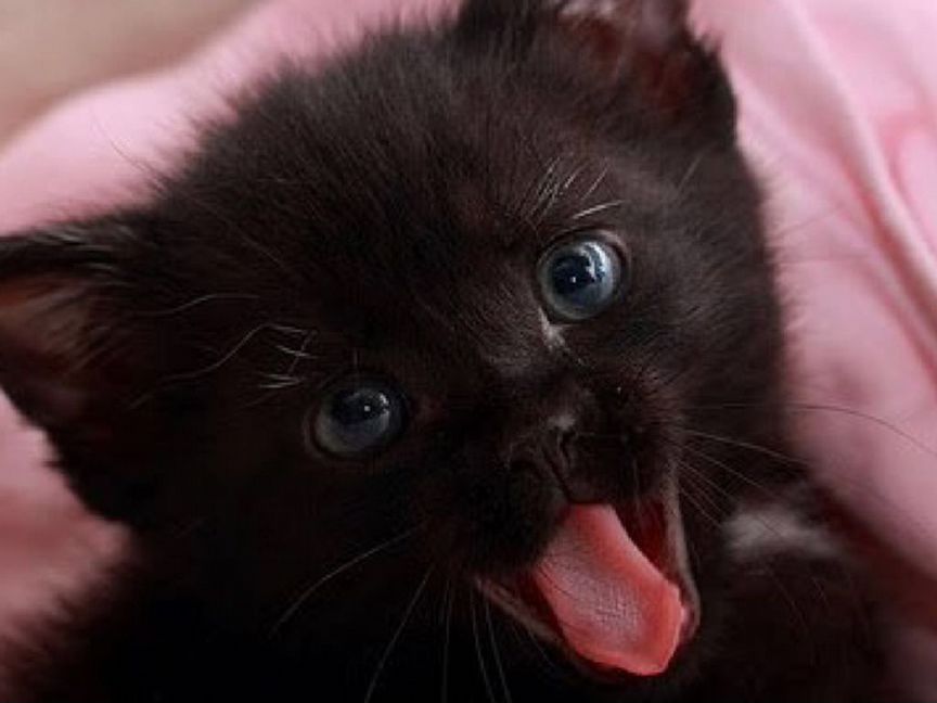 Черный котенок