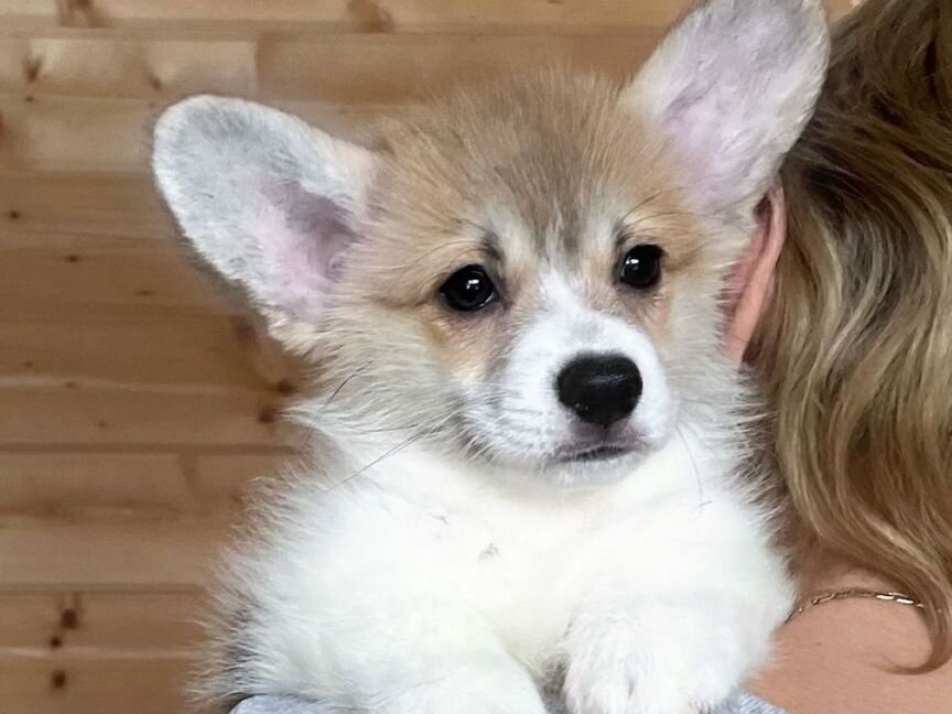 Щенки Вельшкорги крови Интерчемпиона