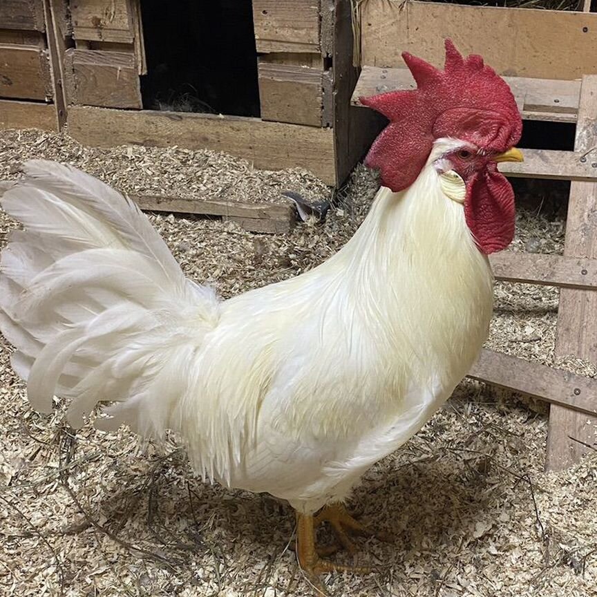 Куры петухи