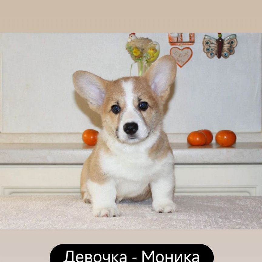 Вельш-корги пемброк