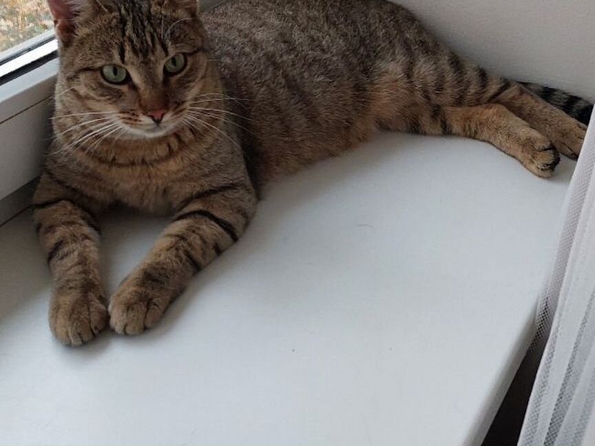 Отдам кота в добрые руки